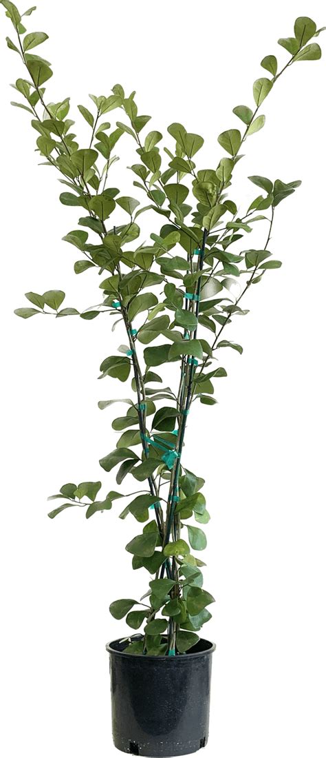 Variegated Triangle Fig Ficus Triangularis Variegata Canopi Plants