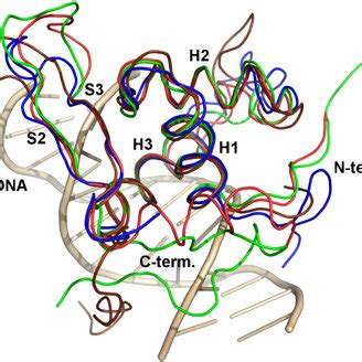 Schematic Representation Of Primary Structure Of FOXO Proteins All