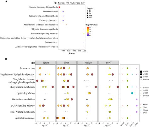 Untargeted Metabolomics Uncovers Metabolic Dysregulation And Tissue