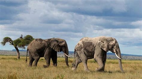 Alarming African Elephant Populations Fall By 77 Report