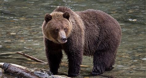 Man Shoots Bear In Self Defense Byu Idaho Scroll