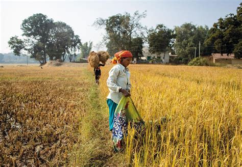 Hybrid Seeds Are Becoming Increasingly Popular In India But That Is