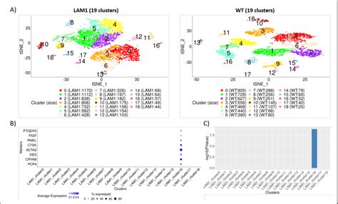 Cluster Analysis Of Scrna Seq Samples A Unsupervised Clustering Of Download Scientific