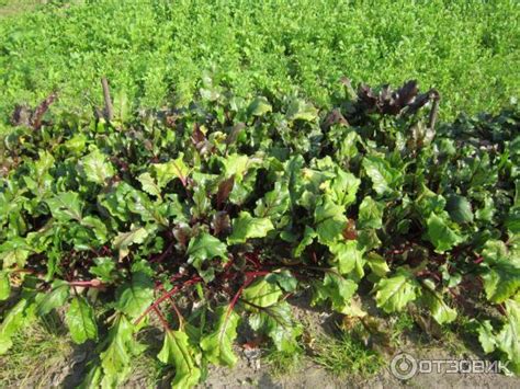 Отзыв о Семена свеклы Аэлита Червона кула Уж больно у нее суровый