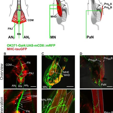 Central Pattern Generators Cpgs Of Feeding Related Motor Patterns Are Download Scientific