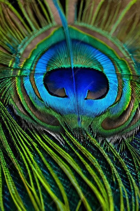 Peacock Feather Detail Showcase The Intricate Detail Of A Single