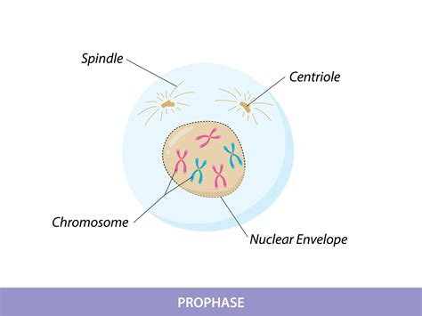 Prophase The First Stage Of Mitosis 12682013 Vector Art At Vecteezy