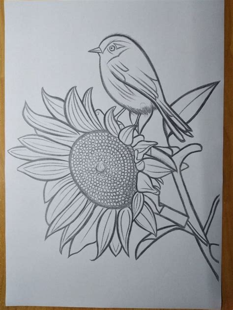 Σχέδια ζωγραφικής για μικρά παιδιά 14 Πουλί σε ηλίανθο Ενωμένη Ρωμηοσύνη