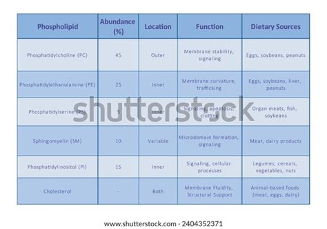 Table Showing Phospholipids Types Membrane Abundance Stock Vector Royalty Free 2404352371