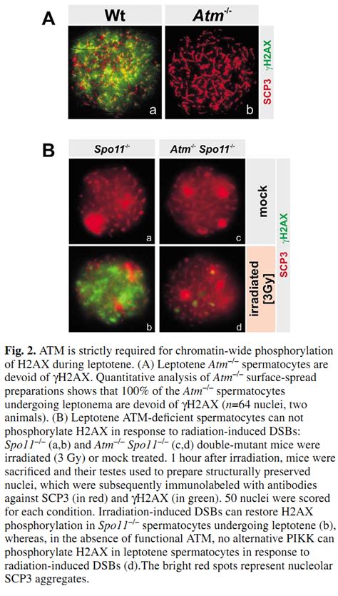 Fertilityonline Spermatogenes