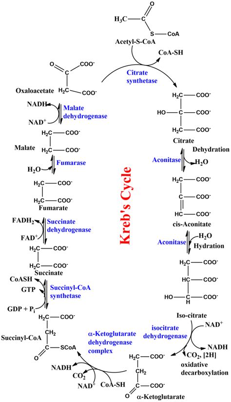 Citric Acid Cycle Tca Cycle 8 Steps Reactions Energetics Easy Mnemonics Chemistry Notes