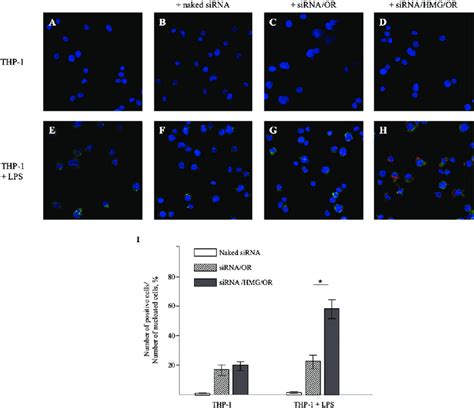In Vitro Transfection Efficiency Of Sirna Hmg Or Micelle Ternary Download Scientific Diagram