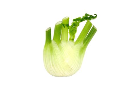 Fenchel