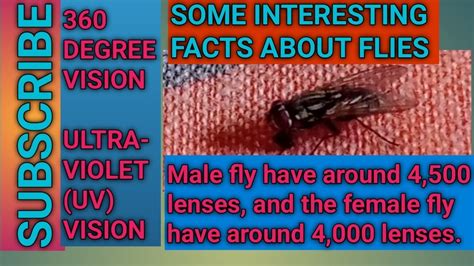What Are Some Interesting Facts About Flies Reccau