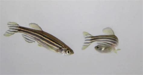 Noldus Advance Your Behavioral Research