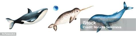 긴 엄니 푸른 고래 범고래가 흰색 배경에 격리된 수채화 일각고래 손으로 그림 현실적인 북극과 남극 해양 포유류 디자이너 장식 엽서 포장지 스크랩북 표지 로고 초대장 포스트