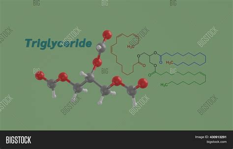 Triglyceride Model