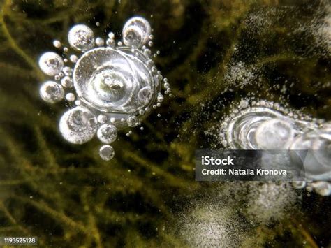 추상적 인 꽃 장미 와 얼음의 다른 패턴의 형태로 기포와 얼어 붙은 호수 물 녹조류와 어두운 바닥의 배경에 얼음 서리 형성에