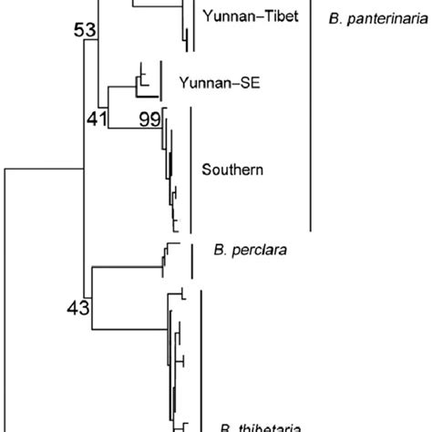 Nj Tree Based On Kimura 2 Parameter Model For Coi Sequence From B