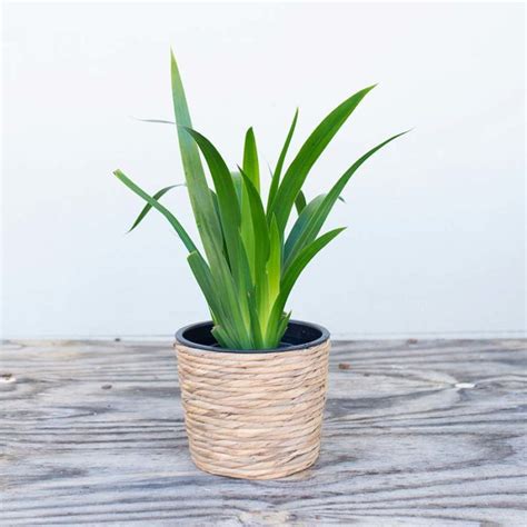 Walking Iris Tuff Landscaping