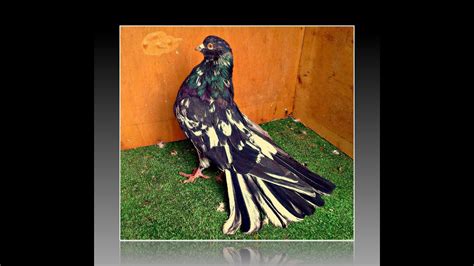 Николаевские голуби тренировка в сильный ветер Youtube