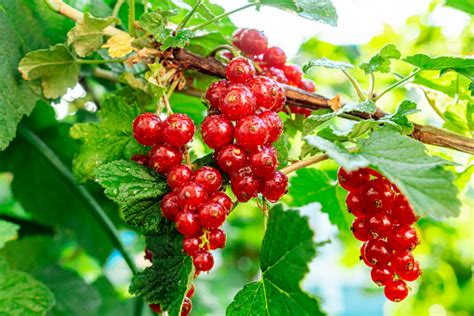 비 후 방울과 가지에 붉은 건포도 열매 잘 익은 빨간 건어클로즈업 자연 유기농 식품 및 원예의 개념 텍스트의 복사 공간 0명에 대한 스톡 사진 및 기타 이미지 Istock