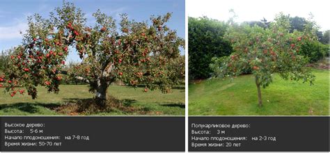 Низкорослые плодовые деревья