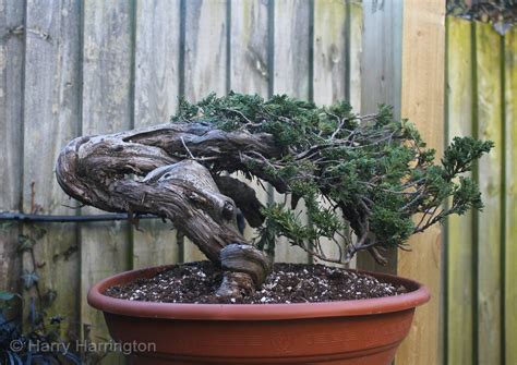Juniperus Sabinasabina Juniper Bonsai Bonsai4me