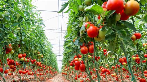 🍅 New Crispr Tomatoes Require Less Water But Yield Remains The Same