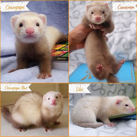 Ferret Colours Uk