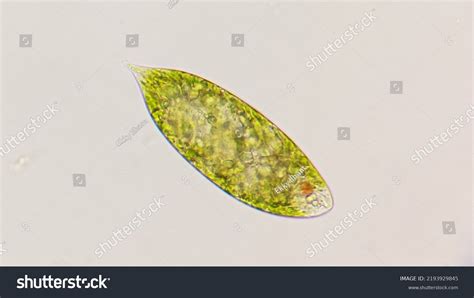 Euglena Microscope 400x
