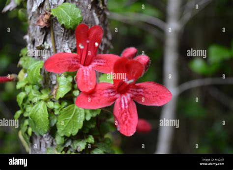 Temperate Rainforest Plants