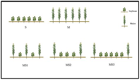 Fermentation Free Full Text Effects Of Different Soybean And Maize