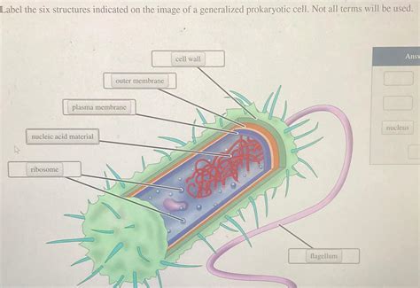 Solved Label The Six Structures Indicated On The Image Of A