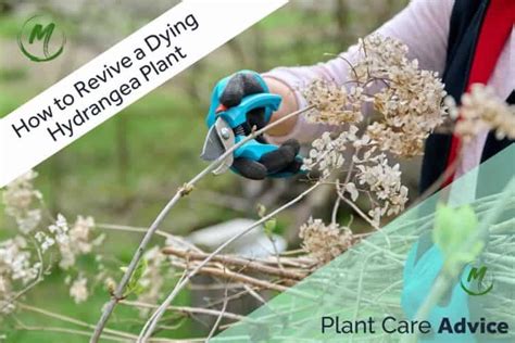 How To Revive A Dying Hydrangea Plant Tips To Save Your Plant