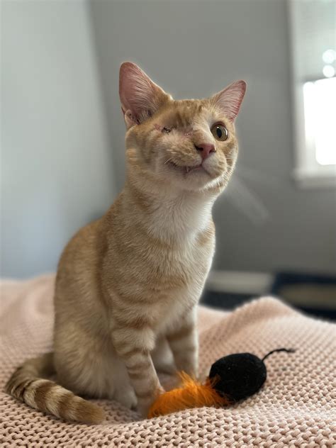 Cyclops Meet Reddit Reddit Meet Cyclops We Like Cats Kittens