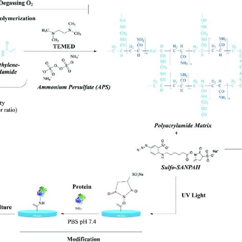 The Polymerization Reaction Of Acrylamide 53 Download Scientific Diagram