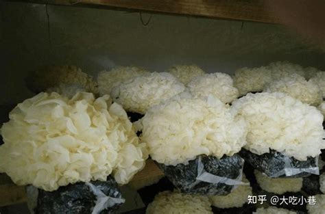 教你如何挑选优质银耳怎样辨别有机银耳 知乎