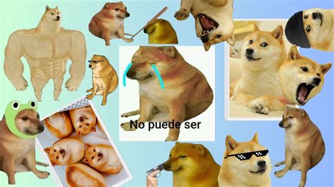 ¡no Puede Ser Cheems El Perrito Meme Se Encuentra Enfermo Y Su Dueña