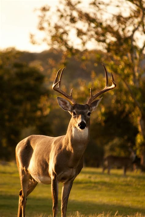 Nature Deer Wallpapers 4k Hd Backgrounds On Wallpaperbat