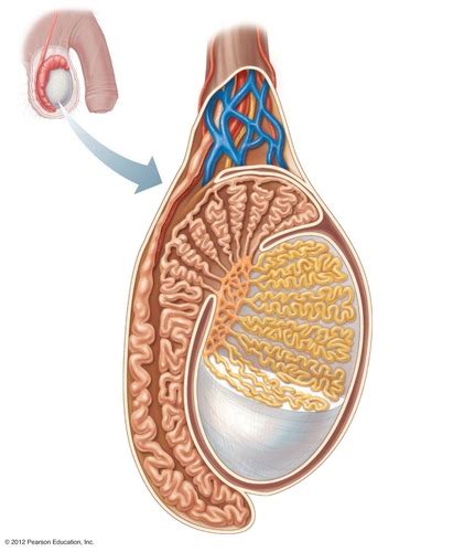 Testicular Anatomy