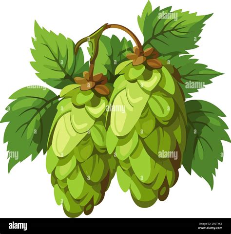 Fresh Organic Tree Hop Vector Stock Vector Image Art Alamy