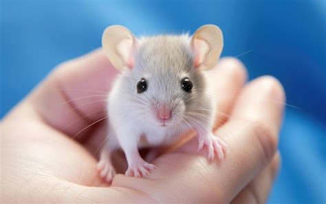 Premium Ai Image Experimental Mouse And Researcher Generative Ai