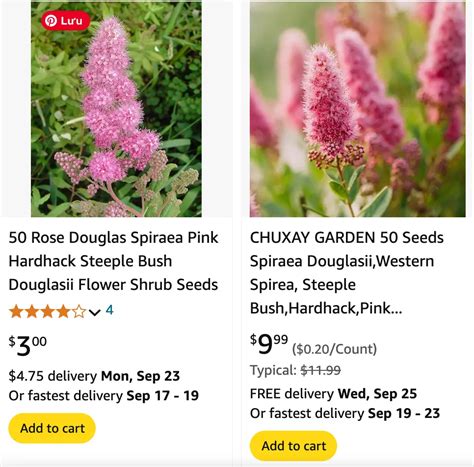 Plant Faqs Spiraea Douglasii