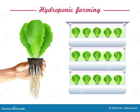 Hydroponics System Poster Vector Illustration 80352180