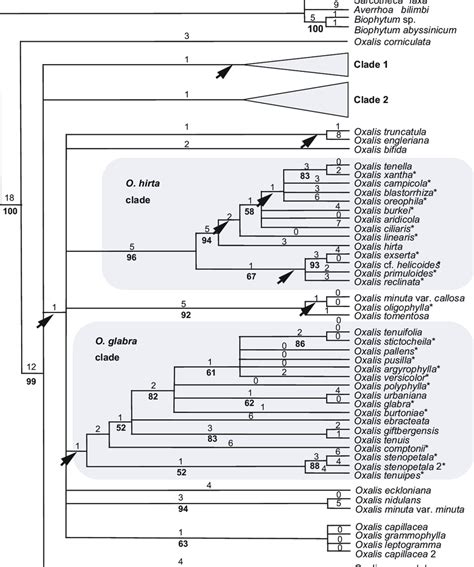 One Of 9890 Equally Most Parsimonious Trees Based On Non Coding Plastid