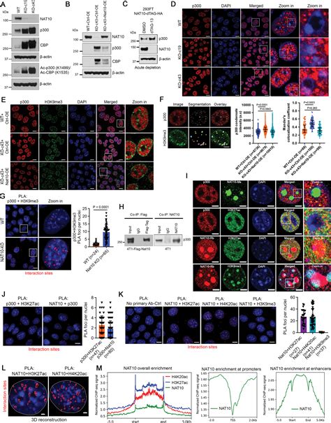 Nat10 Promotes Cancer Metastasis By Modulating P300cbp Activity