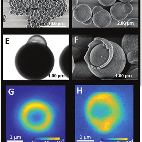 SEM Images Of A Core Shell Particles M And M A F B Confocal Download Scientific