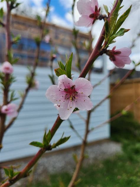 Pink Cherry Blossom On A Tree Branch Stock Image Image Of Petal Food