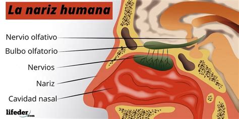 Partes De La Nariz Humana